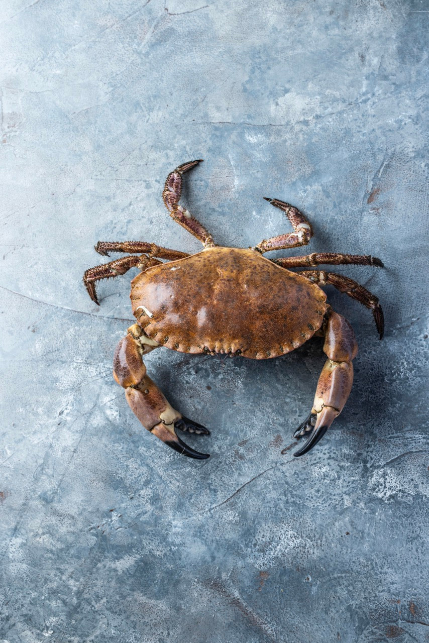 Frisk Taskekrabbe fra Limfjorden - Venø Seafood